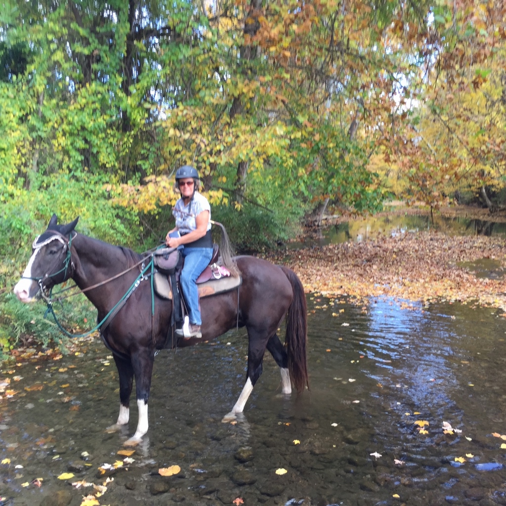 Slide Show – Meadow View Horse Farm